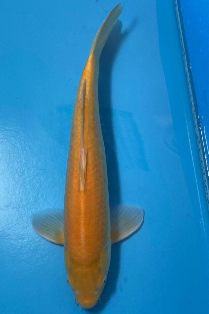 08 Kigoi - H2O Aquarium et bassin