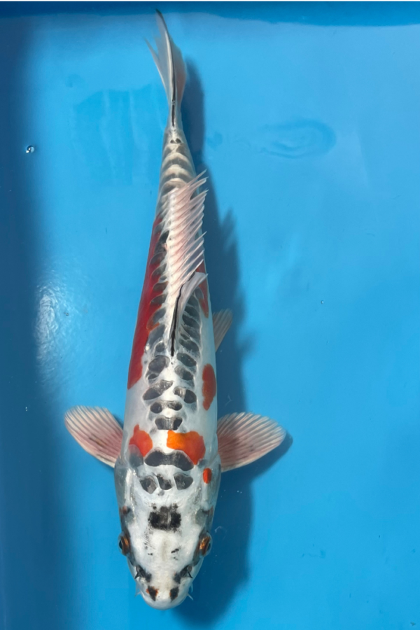 19 Kujaku Doitsu VENDU - H2O Aquarium et bassin