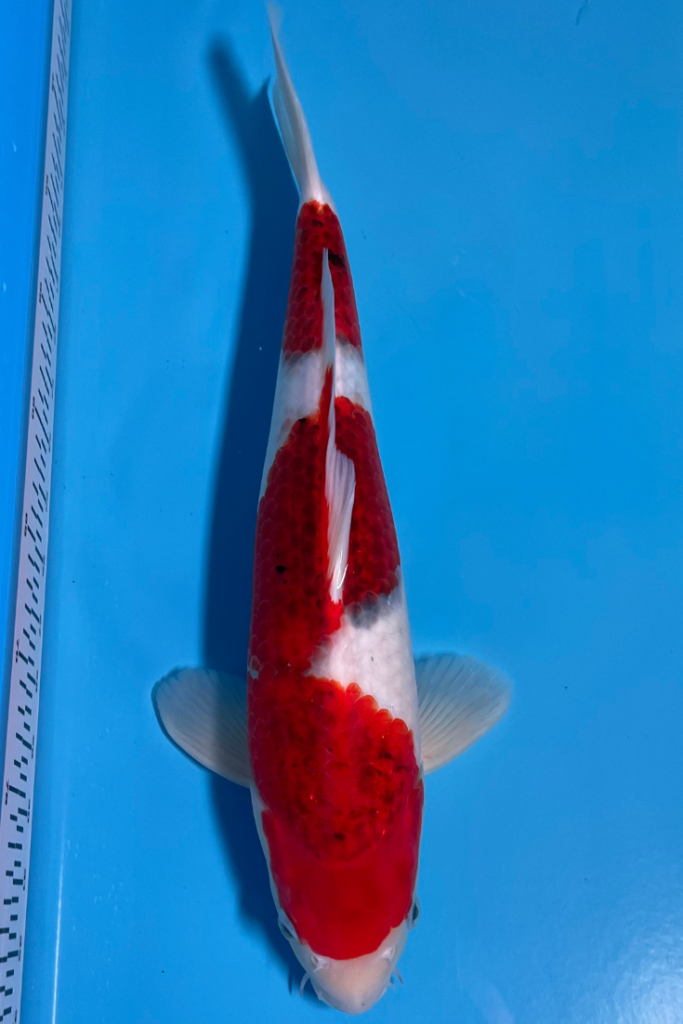 20 Goromo - H2O Aquarium et bassin